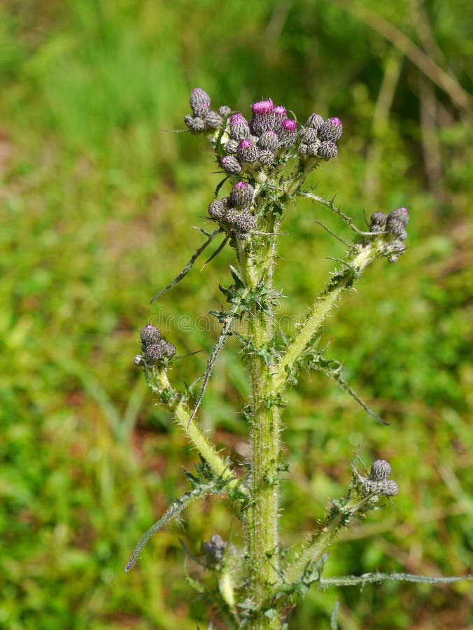 Marsh thistle stock image. Image of european, blossom - 72406377