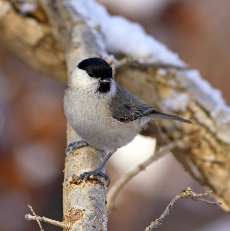 Titmouse or Marsh Tit Poecile/Parus Palustris Wildlife Bird Stock Image ...