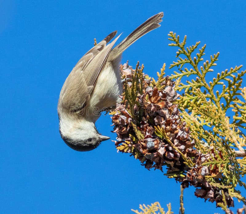 Marsh Tit, Poecile Palustris, Parus Palustris a Bird Sits on a Branch ...