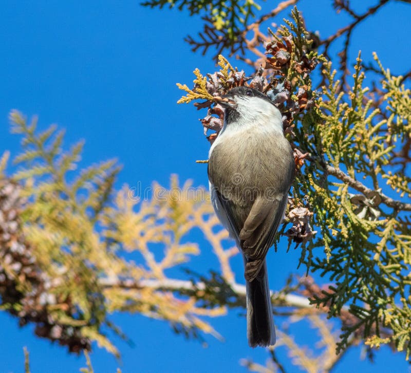 Marsh Tit, Poecile Palustris, Parus Palustris a Bird Sits on a Branch ...