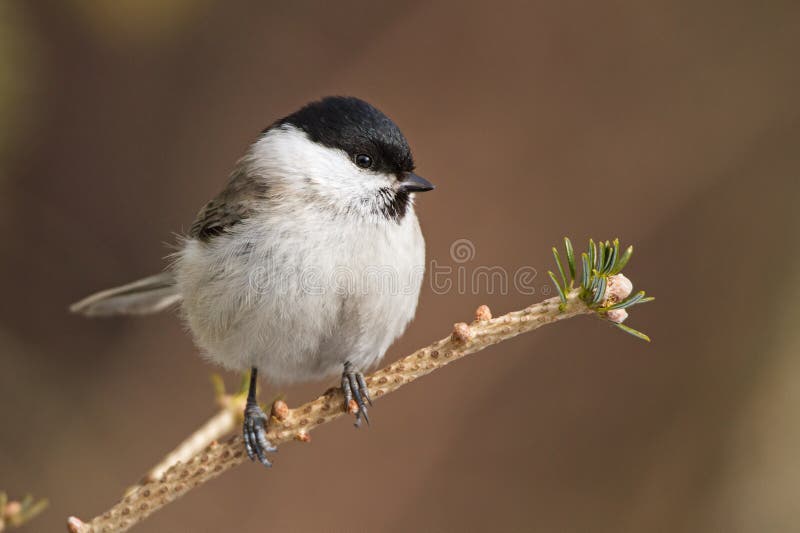 The marsh tit stock image. Image of gray, buzzer, garden - 48860101