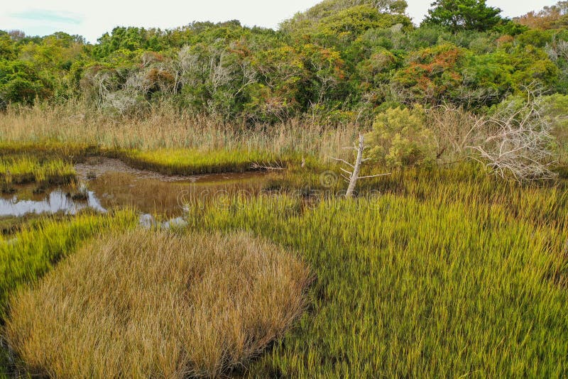 Marsh Tree Line with Marsh Grass and Water Stock Image - Image of ...