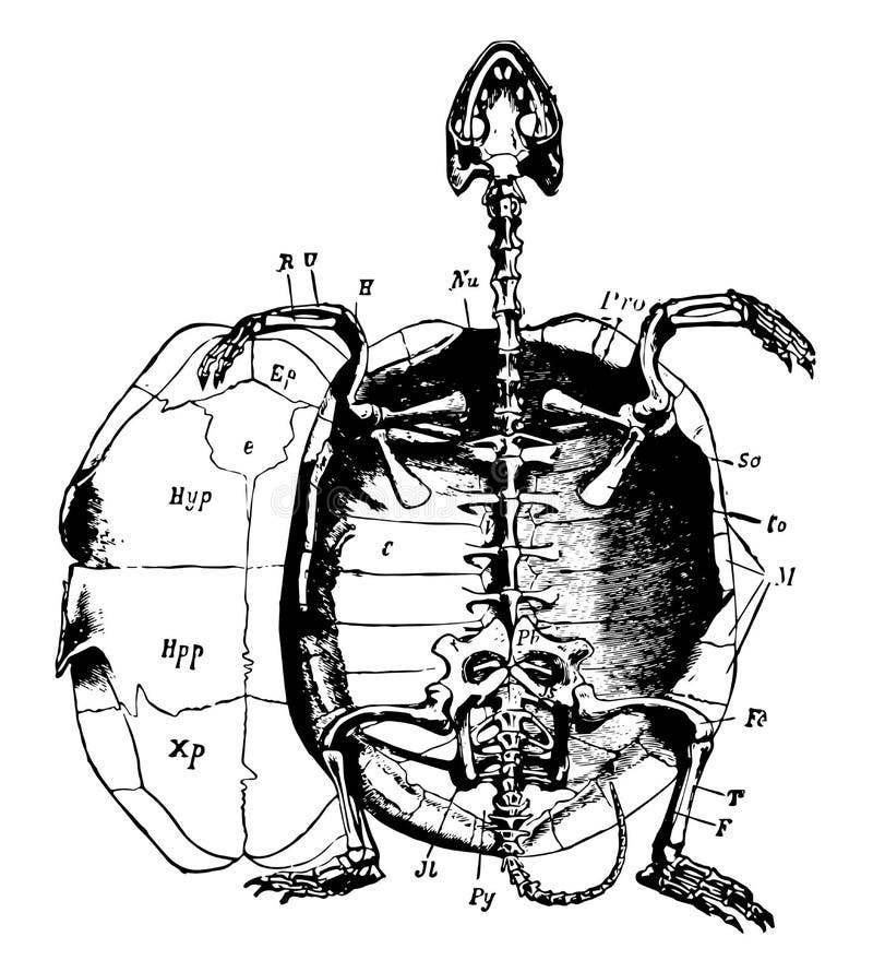 Turtle Anatomy Stock Illustrations – 66 Turtle Anatomy Stock ...