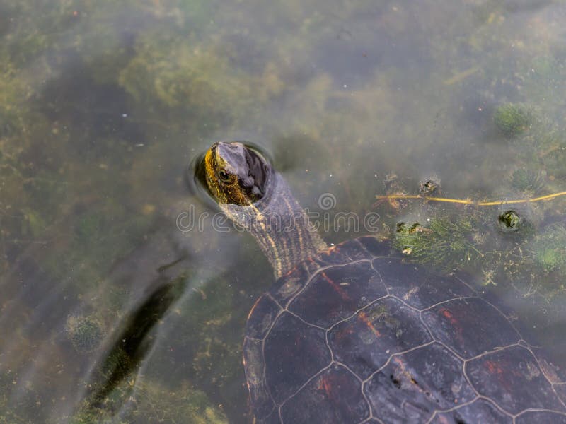 A Marsh Turtle Swims between Algae in the Reserve on Lake Hula in ...