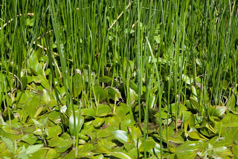 Marsh Vegetation Stock Photo - Image: 10427320