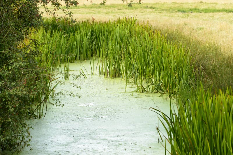 Marsh Vegetation, Romney Marsh Stock Image - Image of ditch, horizontal ...