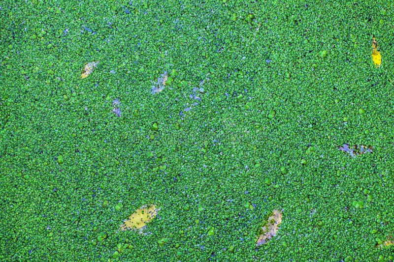 Marsh vegetation stock photo. Image of leaf, reed, lake - 10427320