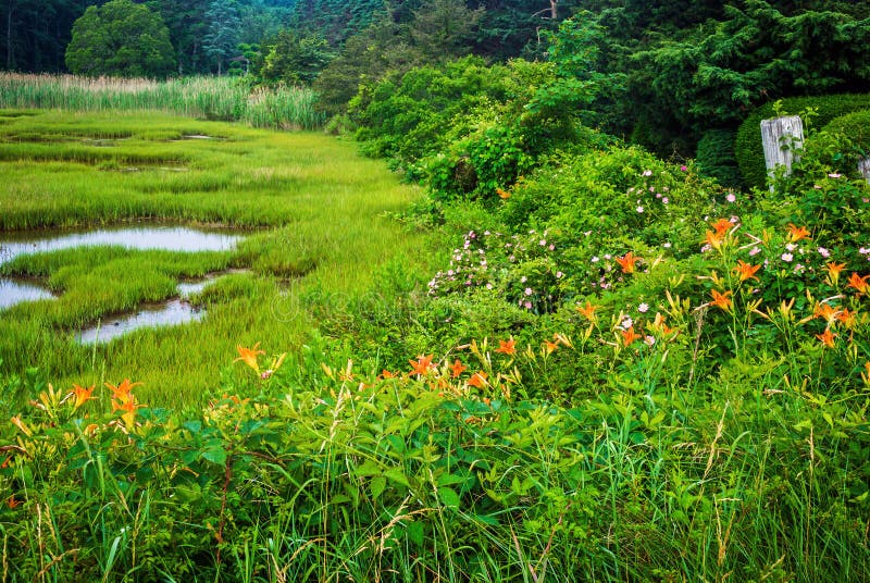 Marsh View stock image. Image of summer, cape, marsh - 49170351