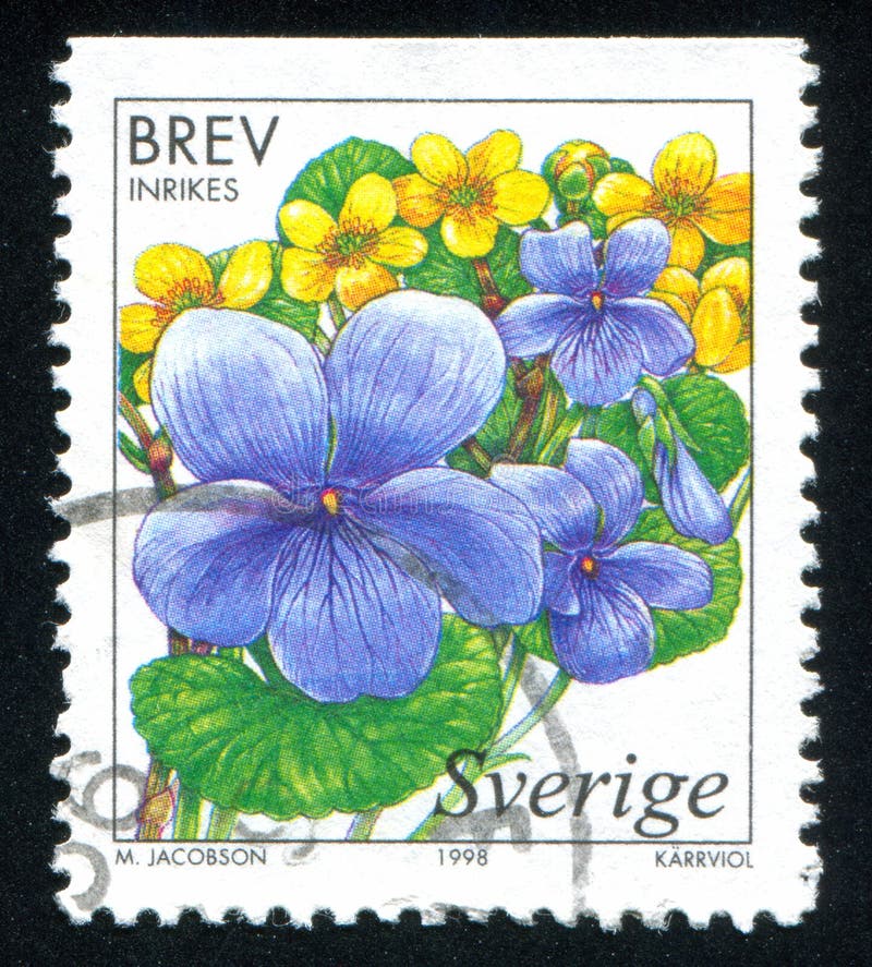 Marsh violet editorial photography. Image of marsh, mail - 363276922