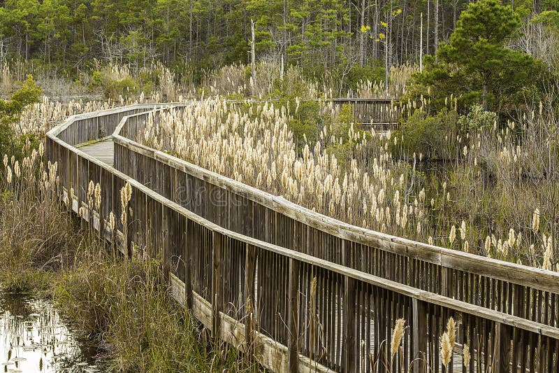 Marsh Walkway stock photo. Image of walkway, foliage - 36019842