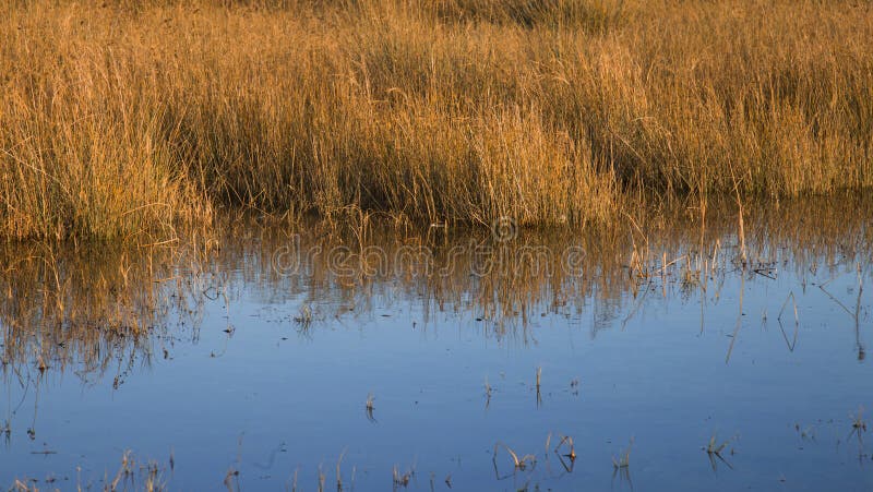 Marsh in water stock photo. Image of brown, plant, grass - 83446074