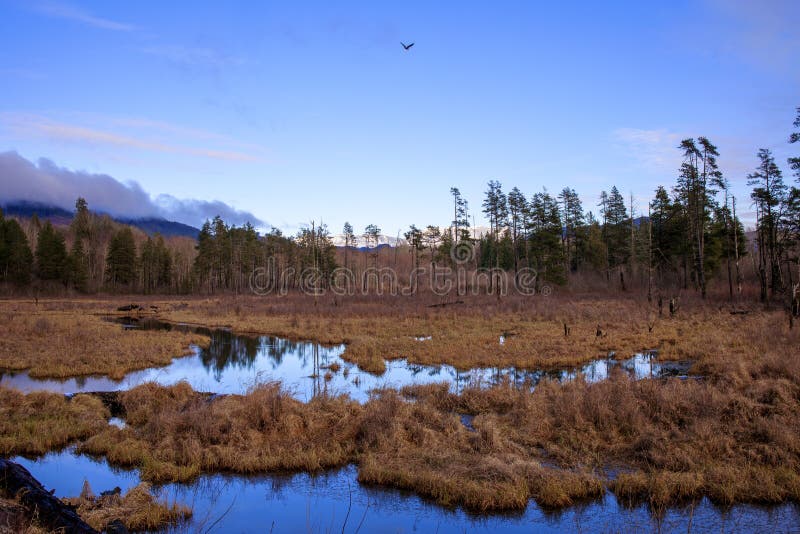 Marsh Wet Lands in Winter on a December Afternoon Stock Image - Image ...