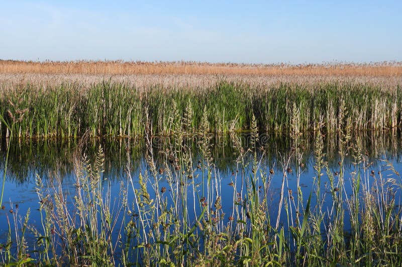 Cayuga Lake Wetland Canal on Atlantic Flyway Migration Route Stock ...