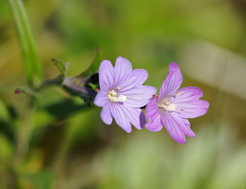 Marsh Willowherb stock image. Image of british, isles - 49010575
