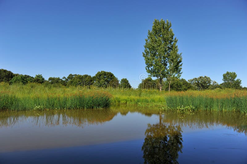 Old pond stock image. Image of branch, lake, grass, water - 141747