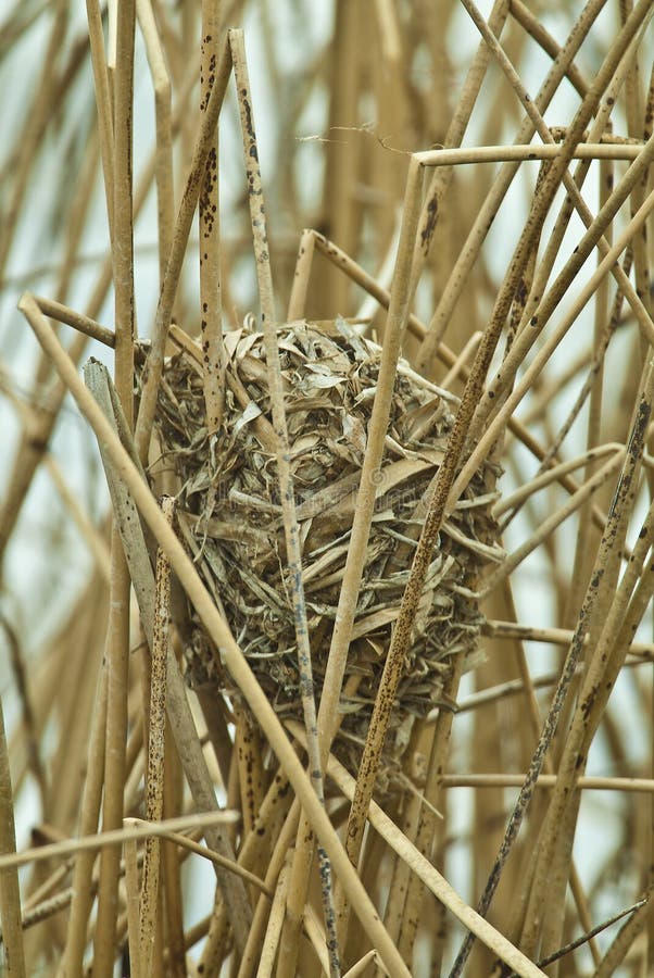 Wren Nest stock image. Image of wrens, marsh, nest, wren - 30108793