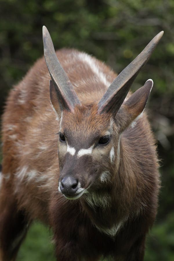 Marshbuck stock image. Image of nature, marshbuck, mammal - 20447227