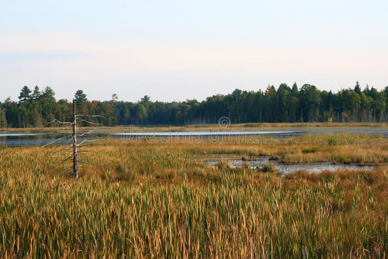 Marshes in Canada stock image. Image of marsh, panorama - 60241271