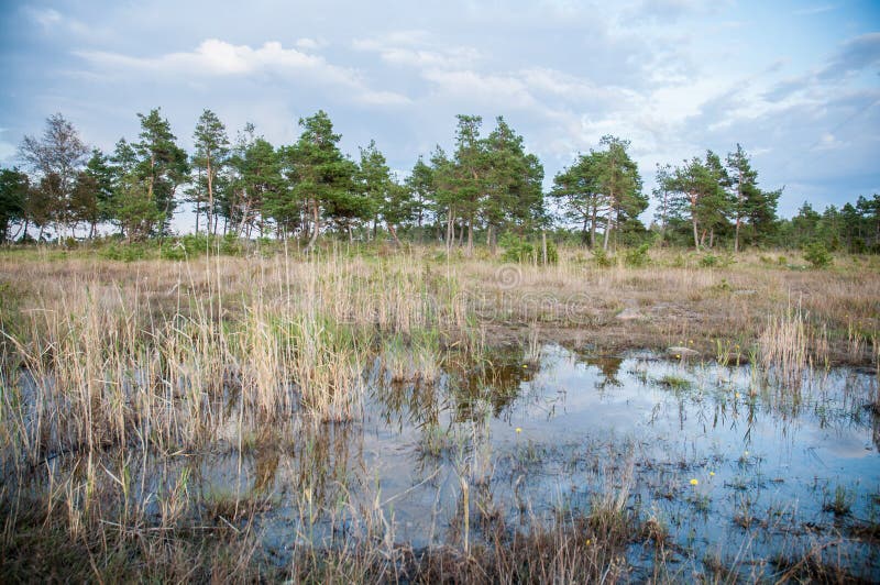 Marshes in South Oregon. stock image. Image of conservation - 19947235