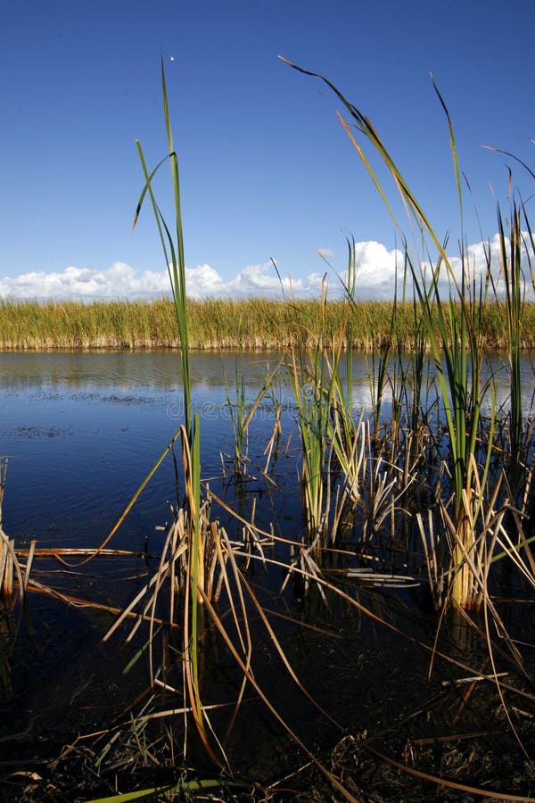 The Marshes at the Florida Everglades Stock Photo - Image of swamp ...