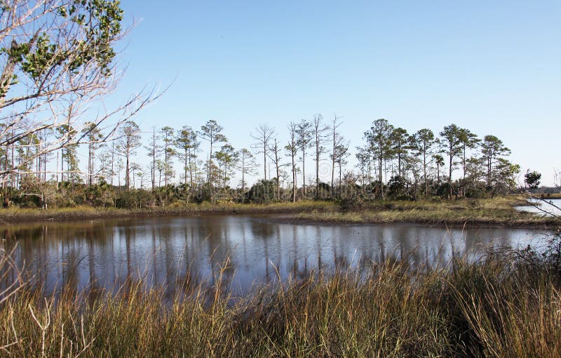 Marshes of north Florida stock photo. Image of palm - 125076272
