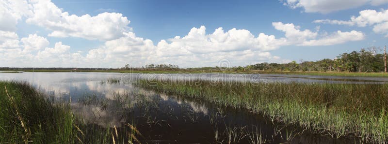 Marshes of north Florida stock photo. Image of florida - 125076438