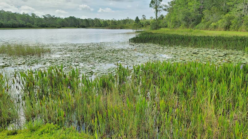 The Marshes in Orlando Florida Stock Photo - Image of marshes, tree ...