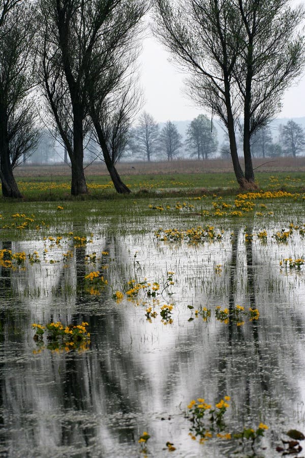 Marshes and trees stock photo. Image of blooming, bogs - 804798