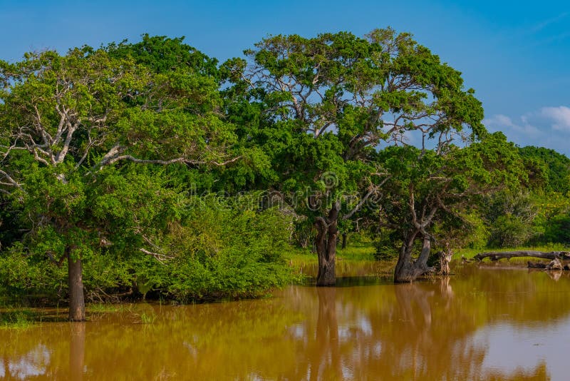 Marshes at Yala National Park in Sri Lanka Stock Image - Image of ...