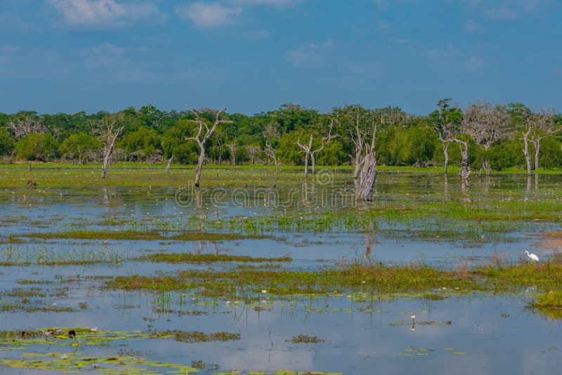 Marshes at Yala National Park in Sri Lanka Stock Photo - Image of ...