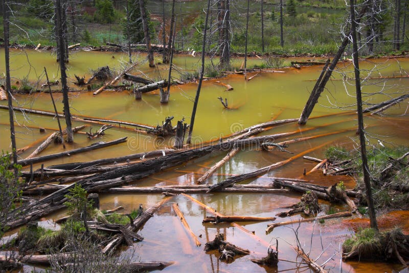 Marshland stock photo. Image of marshland, marsh, woods - 12071024