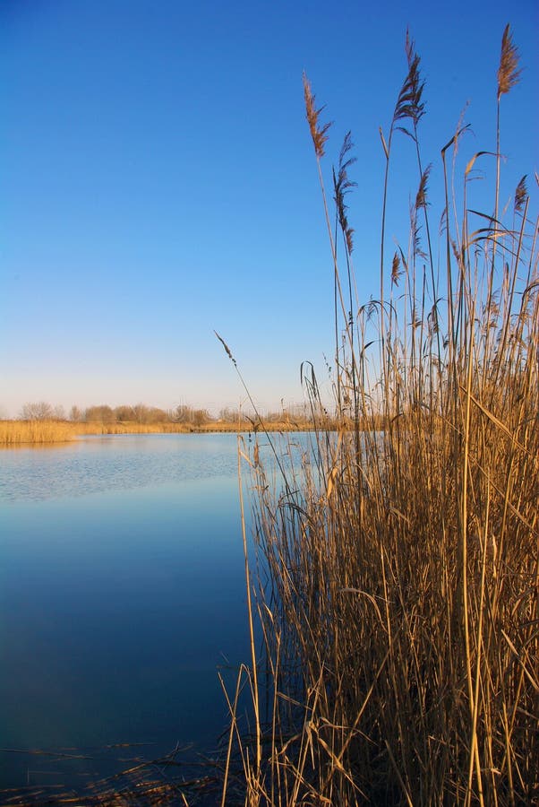 Marshland stock photo. Image of marshland, vegetation - 18422150