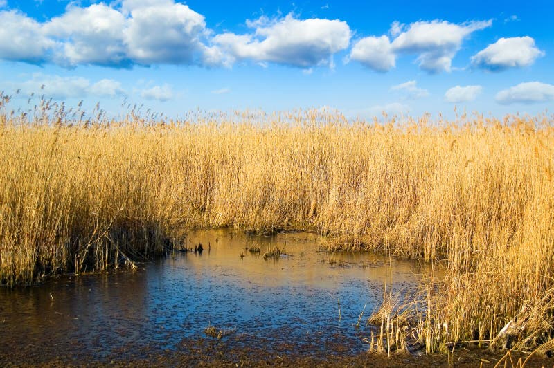 The marshland. stock image. Image of morass, lake, natural - 1957253