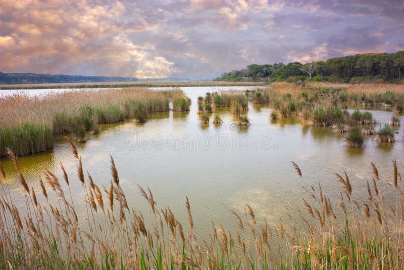 Marshland stock photo. Image of marshland, landscape - 19643200