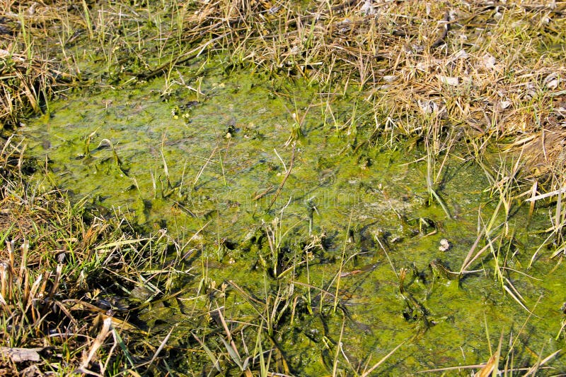 Marshland with Algae in Standing Water Stock Image - Image of land ...