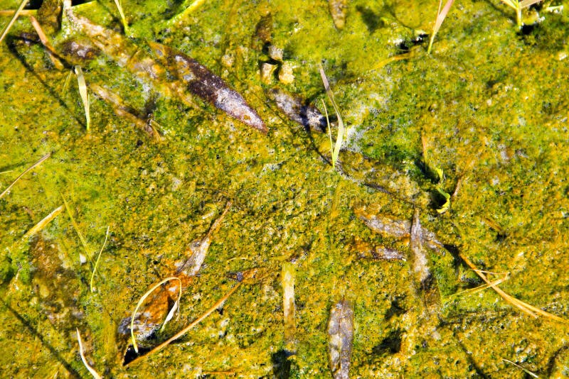 Marshland with Algae in Standing Water Stock Image - Image of moss ...
