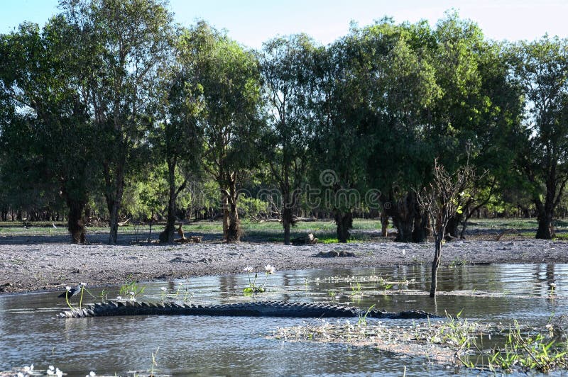 Marshland at Bamurru Plains Stock Photo - Image of flood, open: 217084824