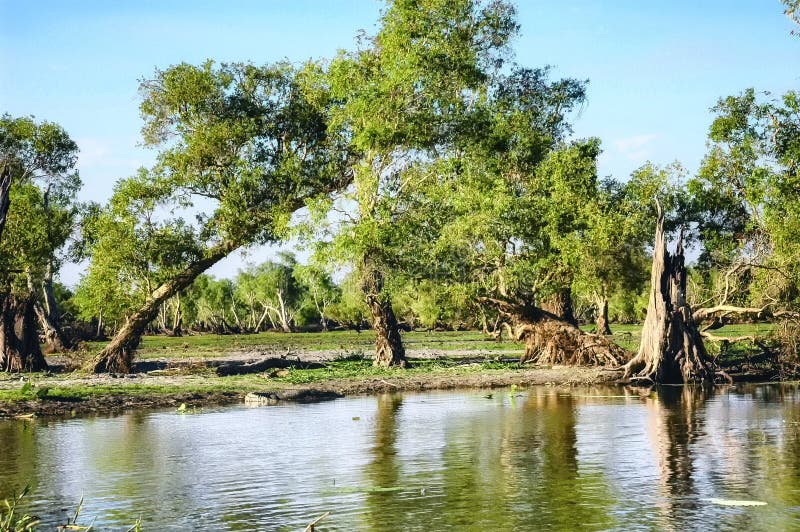 Marshland at Bamurru Plains Stock Image - Image of leaves, lotus: 217084827