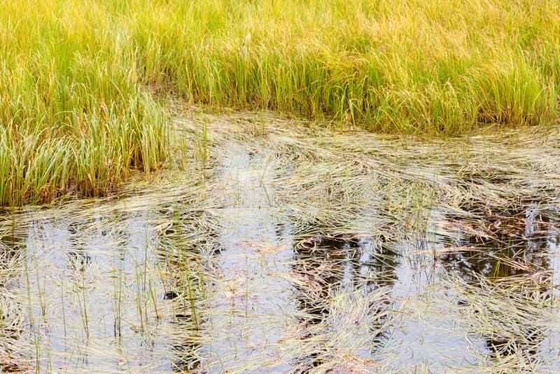 Marshland Grass Sedges Background Texture Pattern Stock Image - Image ...