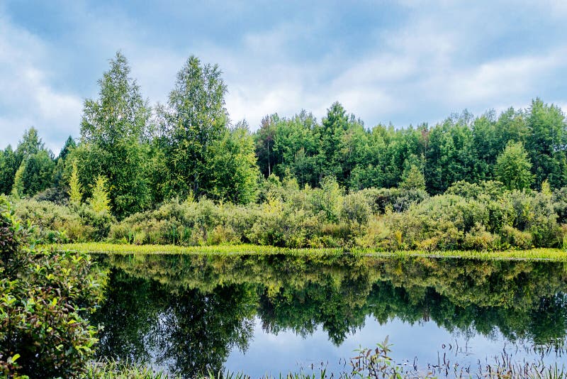 Marshland stock image. Image of bush, cloudscape, nature - 40267949