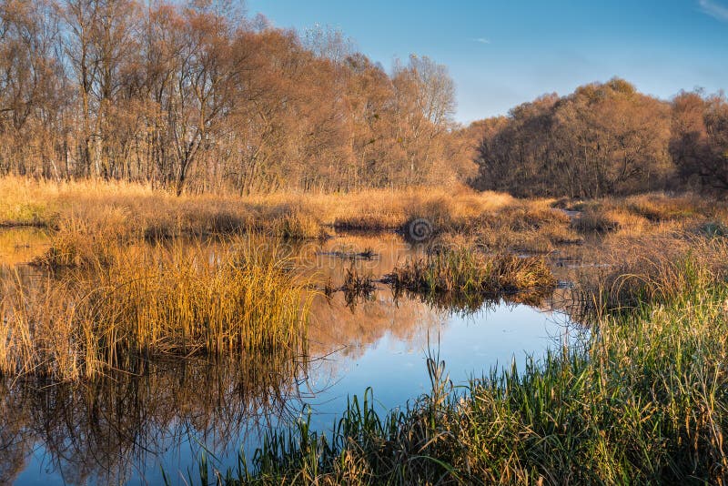 Marshland Marsh Bog Trees Stream and Forest Stock Image - Image of ...