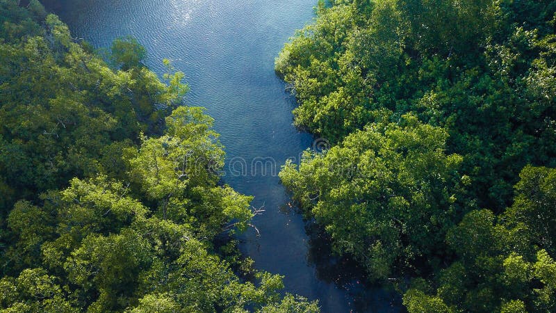 Marshland. stock image. Image of mangroves, marsh, ocean - 215820745