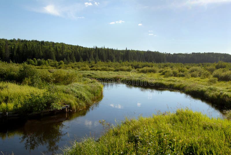 Marshland stock photo. Image of marshland, plant, growth - 67328034