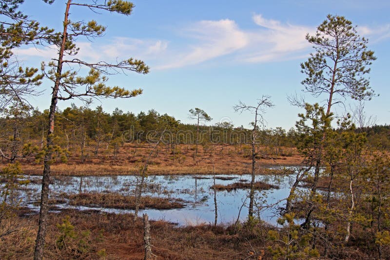 Marshland Scenery at Spring in Finland Stock Image - Image of landscape ...