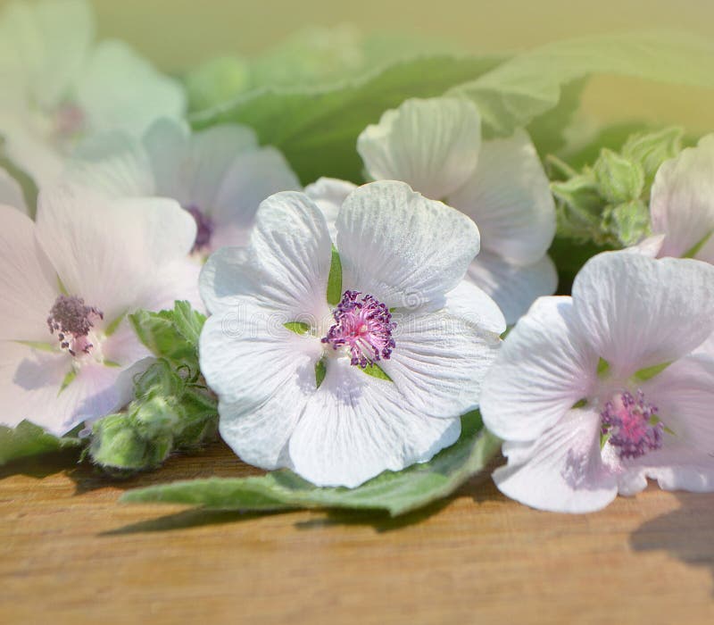 Marshmallow Flower. Althaea Stock Photo - Image of green, herb: 73392314