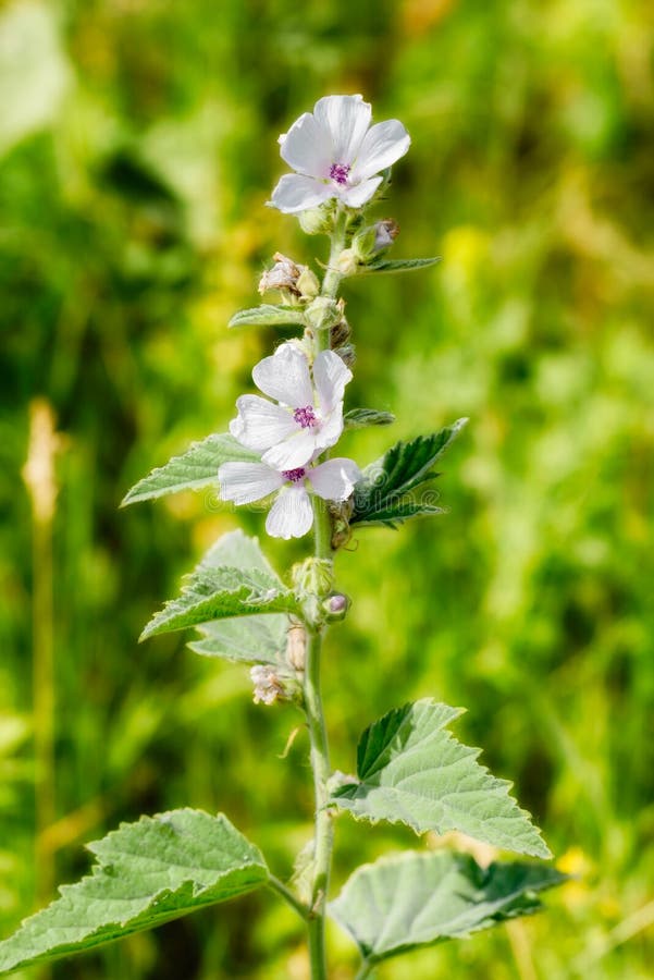 Althaea Officinalis Marshmallow. Stock Photo - Image of althea, garden ...