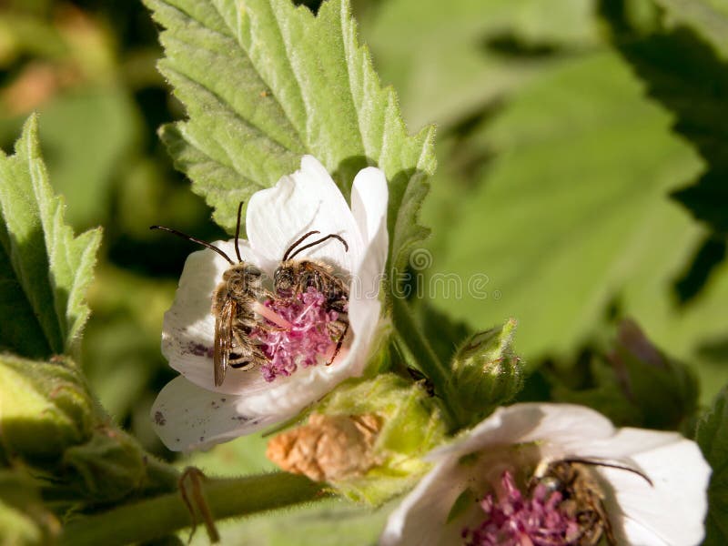 Marshmallow and Miners Bees. Stock Image - Image of blossom ...