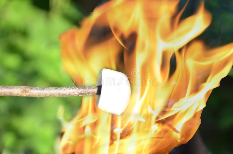 Marshmallow on a Stick Roasted Over a Camping Fire Stock Image - Image ...