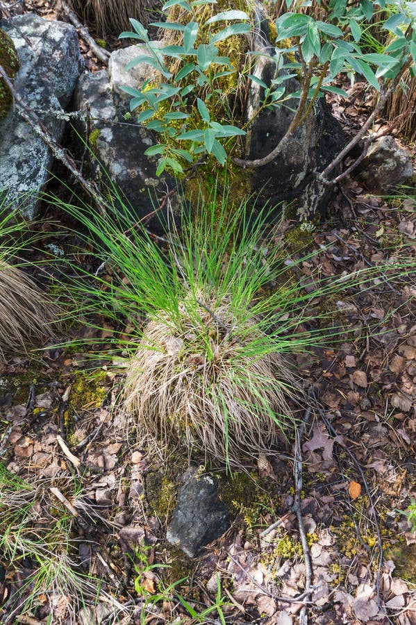 Marsh Hummocks. Landscape With Fog At Morning In A Swamp. Russian ...