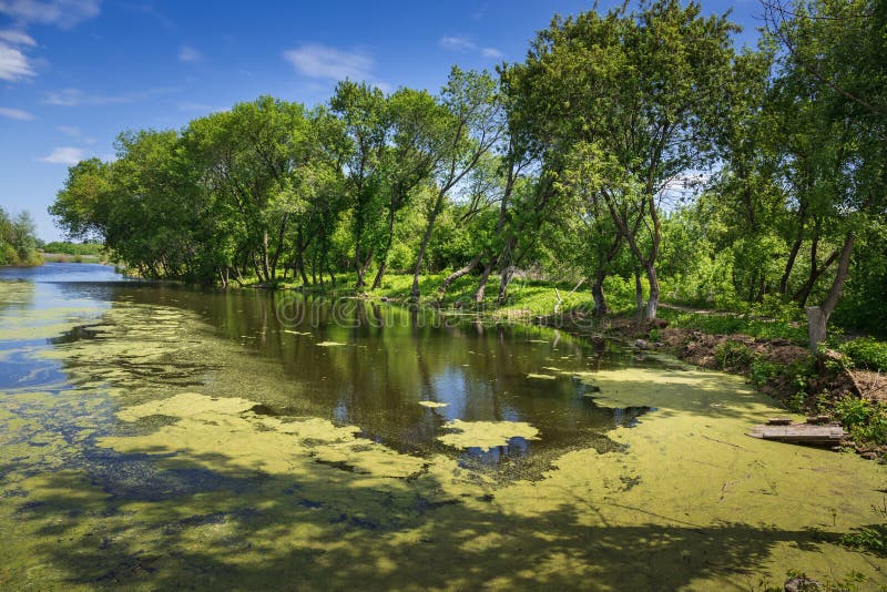 Idyllic Landscape With Marshy Pond Stock Photo - Image of blue, idyllic ...